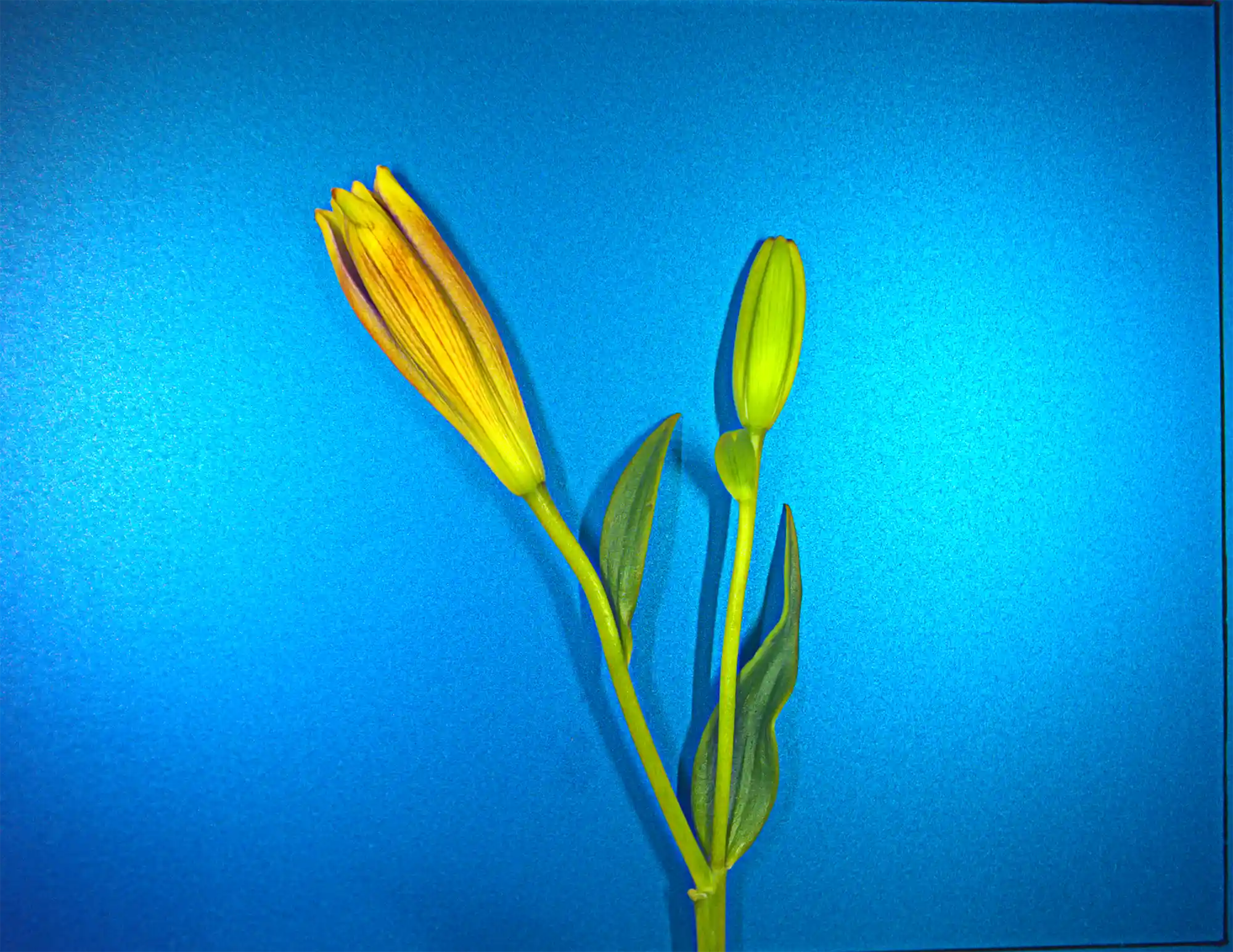 Agricultural And Forestry Sciences X Ray Imaging Kubtec Scientific